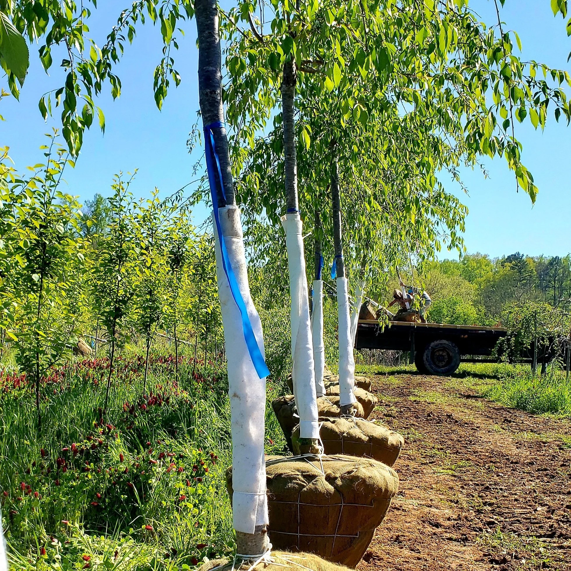 RUBLEY'S NURSERY