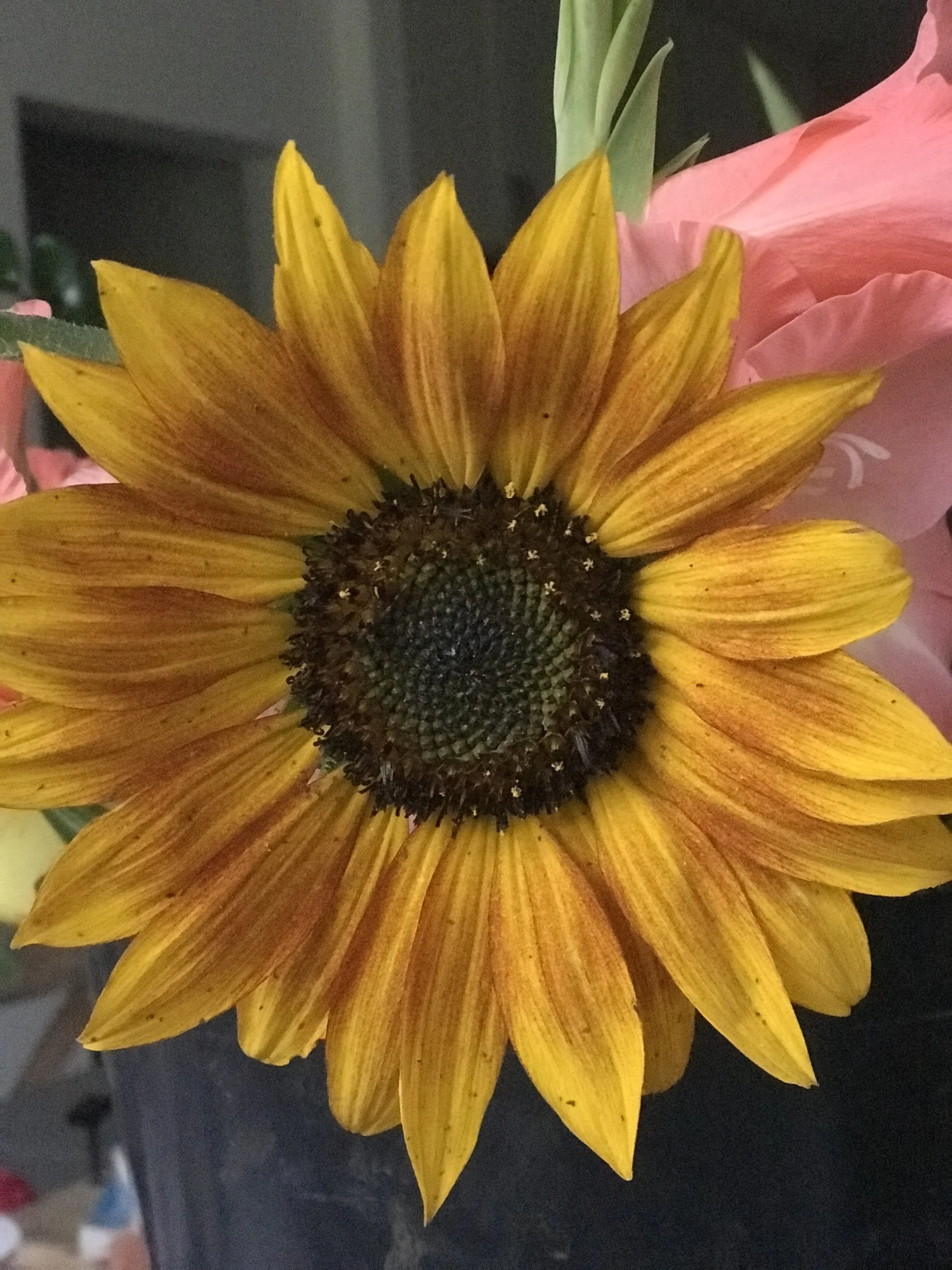 Little Roots Flower Farm