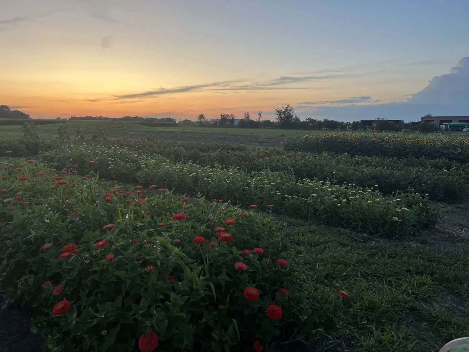 Little Roots Flower Farm