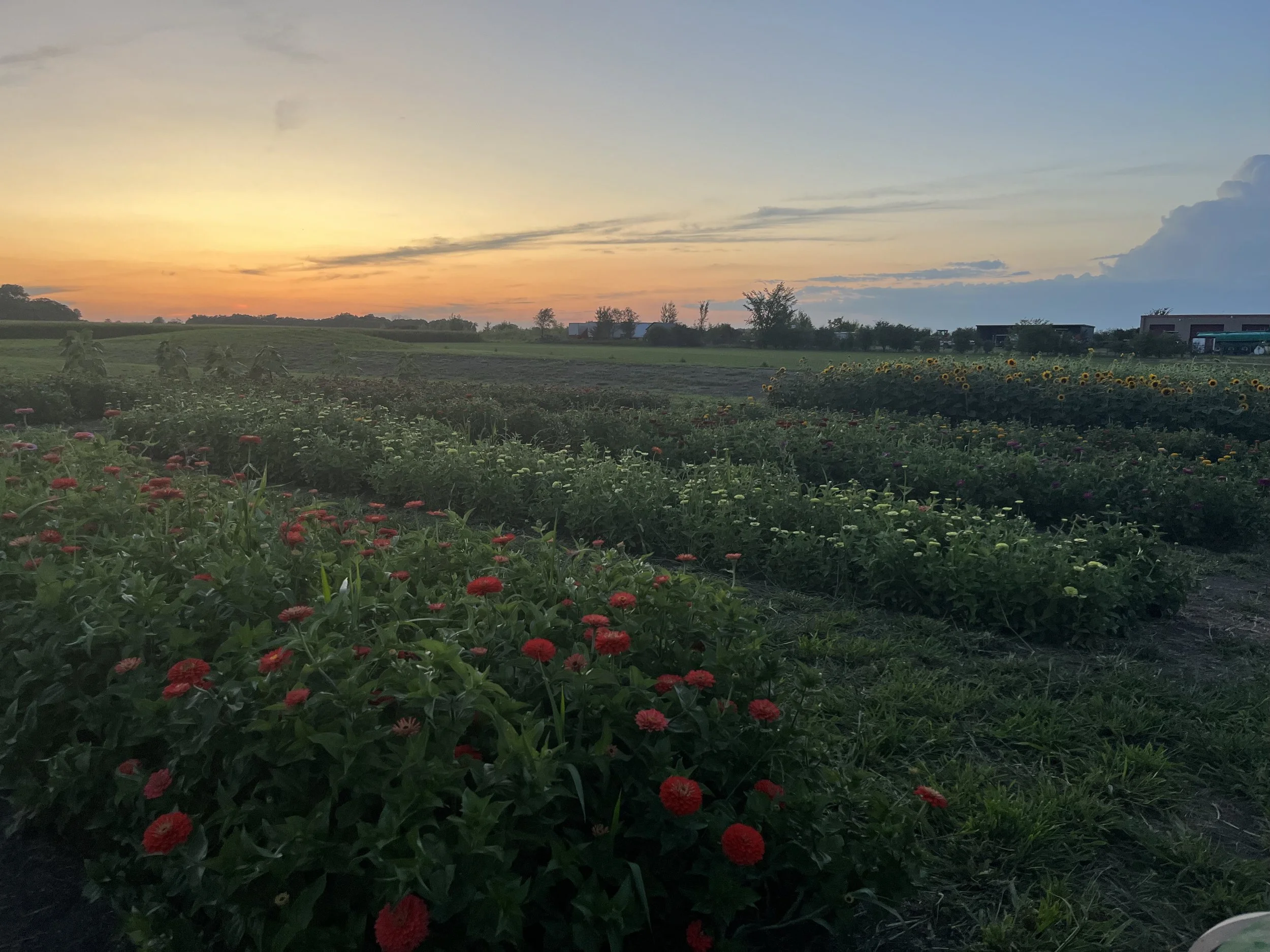 Little Roots Flower Farm