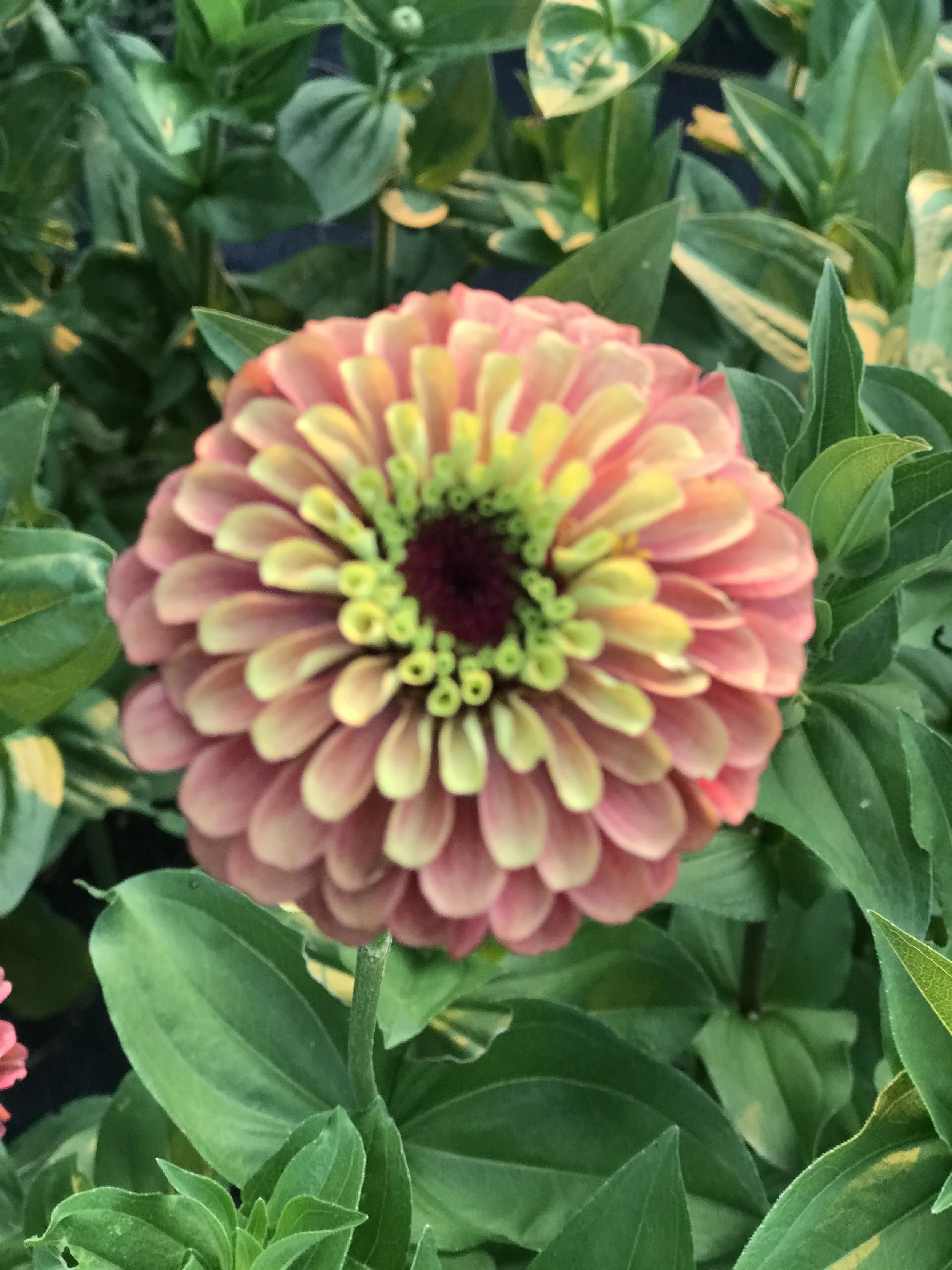 Little Roots Flower Farm