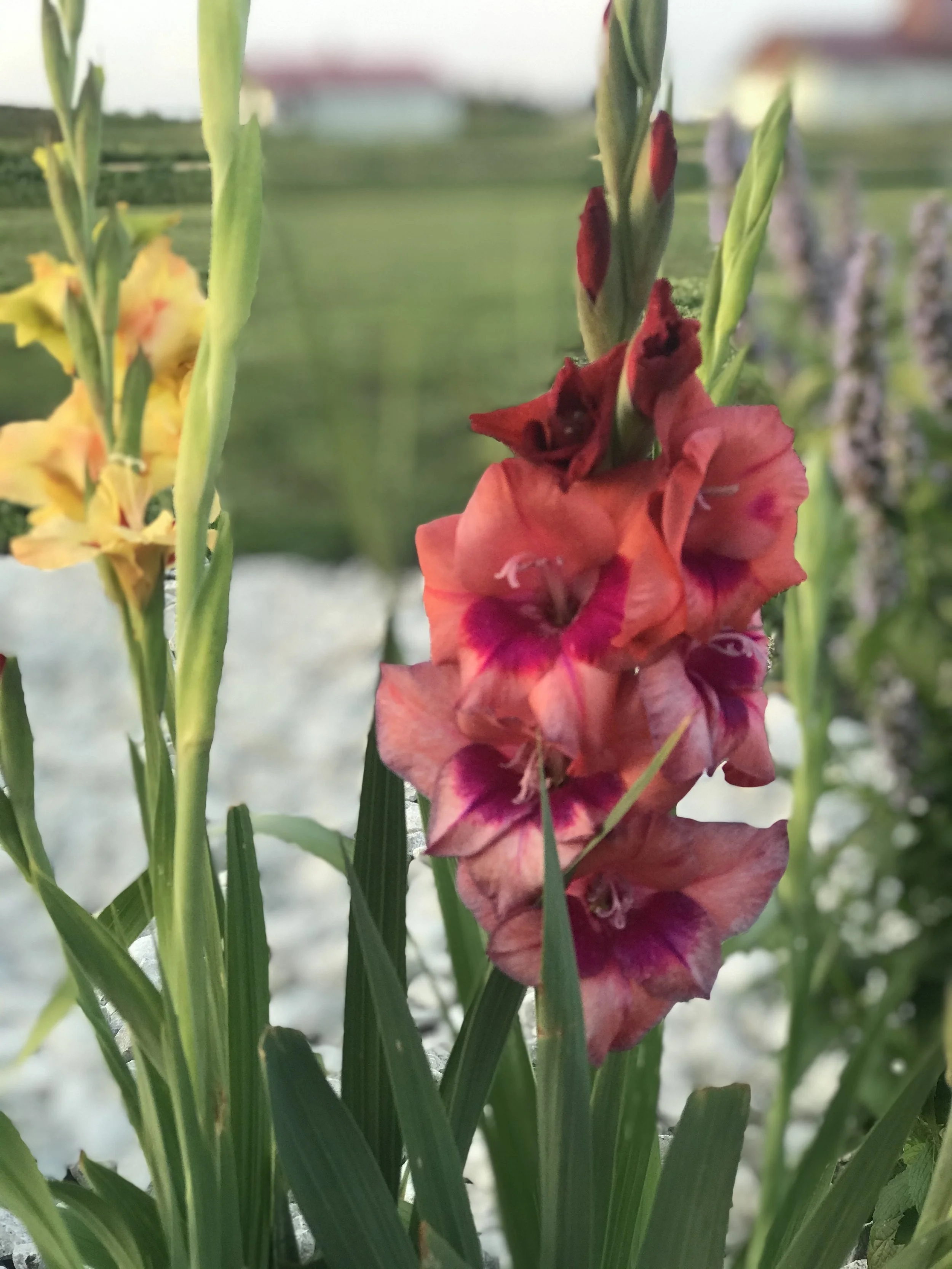 Little Roots Flower Farm