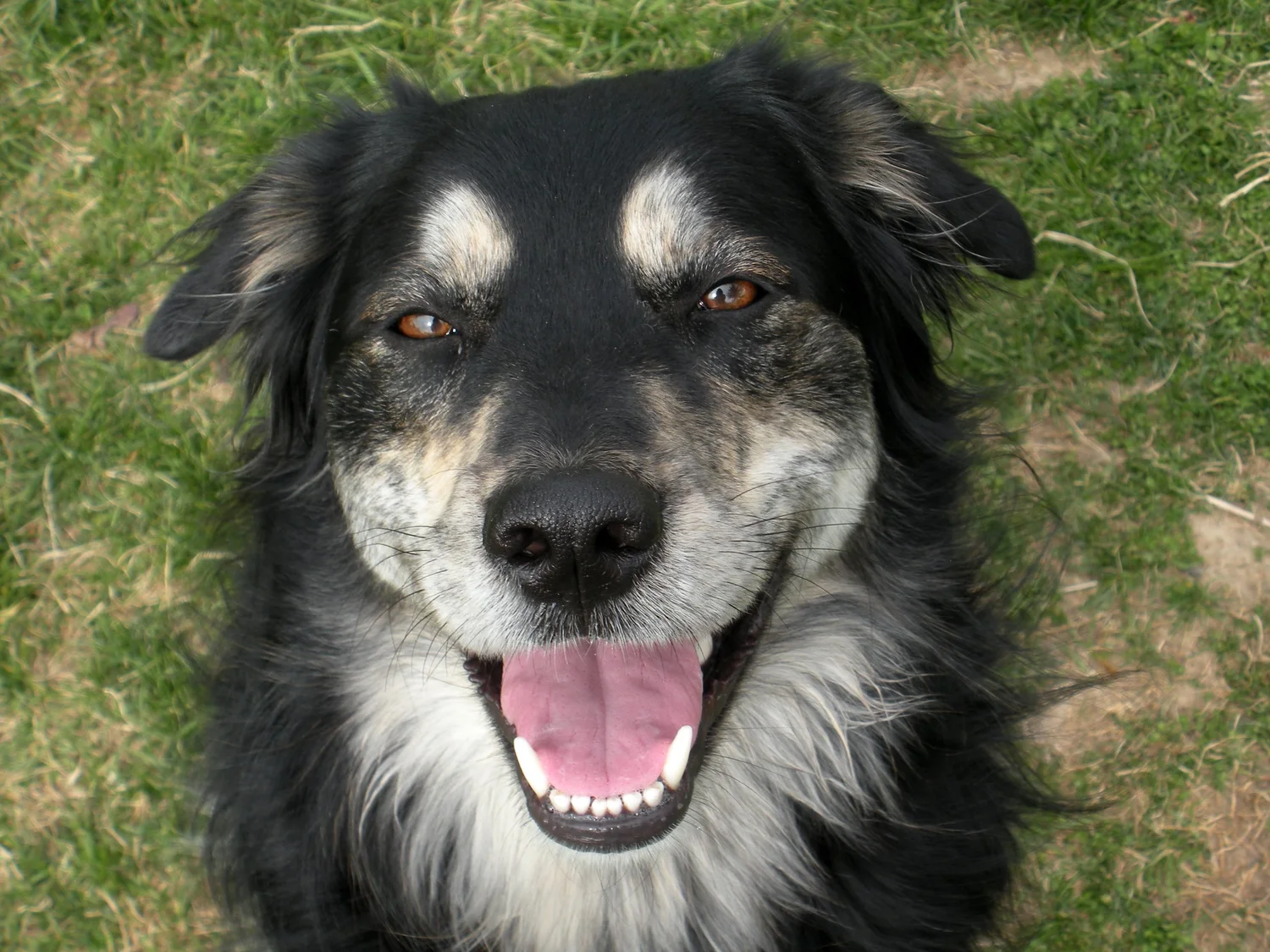 Canine Body & Mind | Dog Veterinarian in Granger | Dog Behavior | Dog ...
