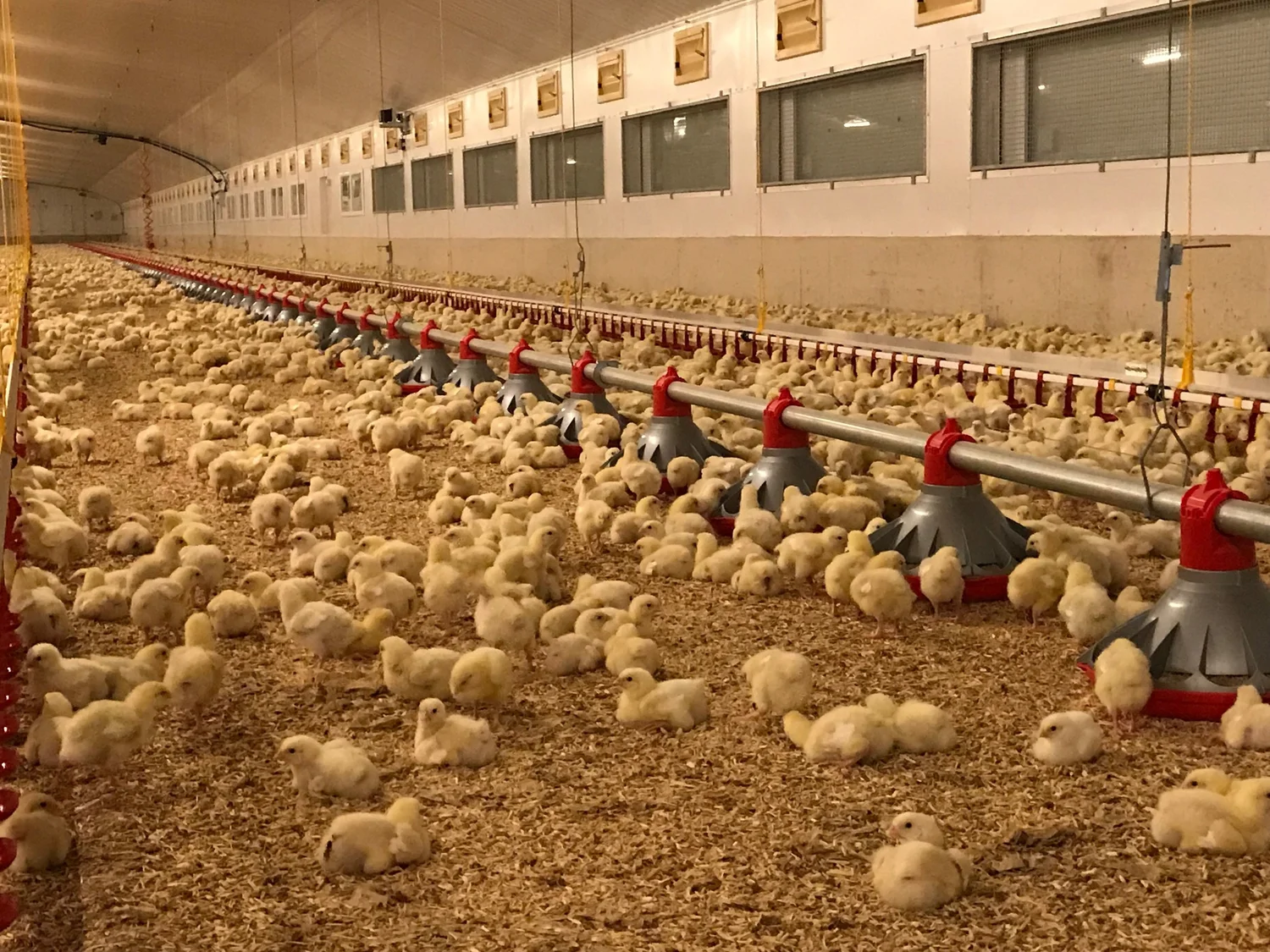 Poultry Feeding Equipment — JF McKenna Poultry Equipment