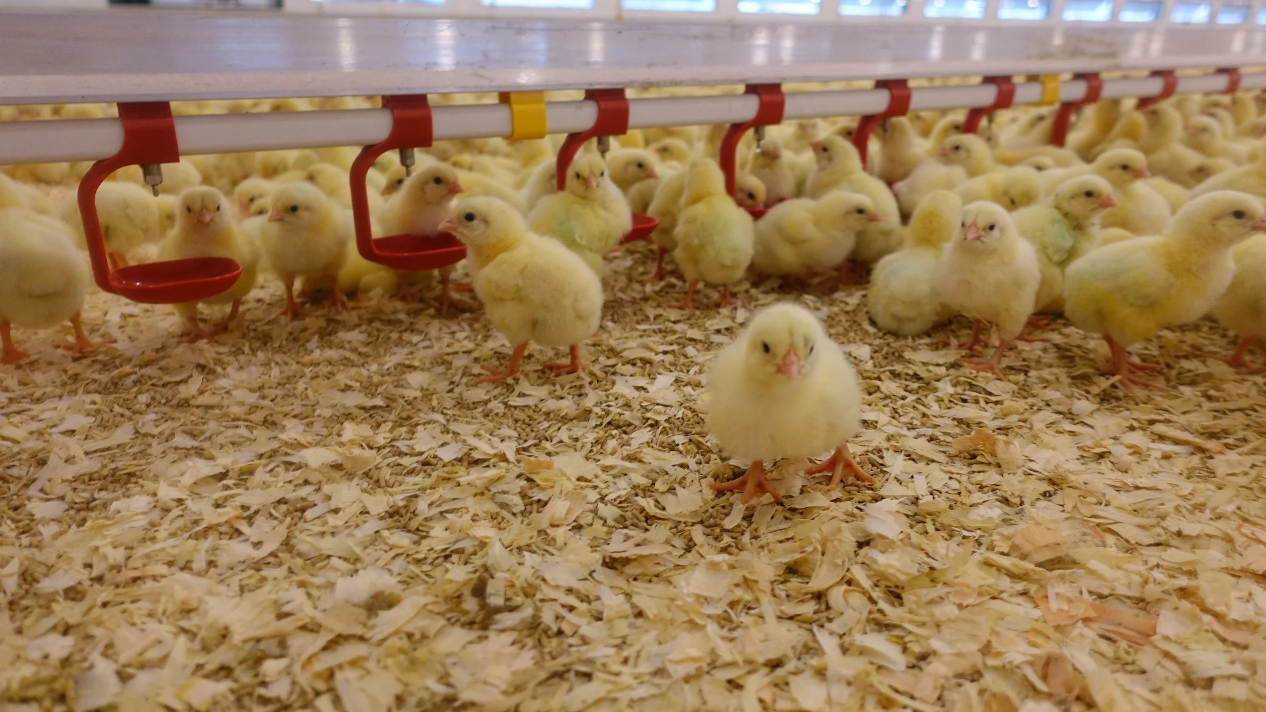 Poultry Drinking Systems — JF McKenna Poultry Equipment