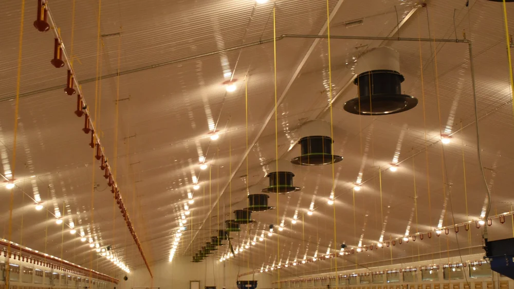 Poultry House Lighting — JF McKenna Poultry Equipment