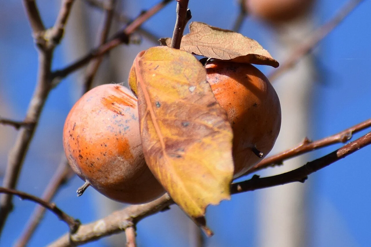 hardy nut trees hardy fruit & nut trees, rare edible & medicinal ...
