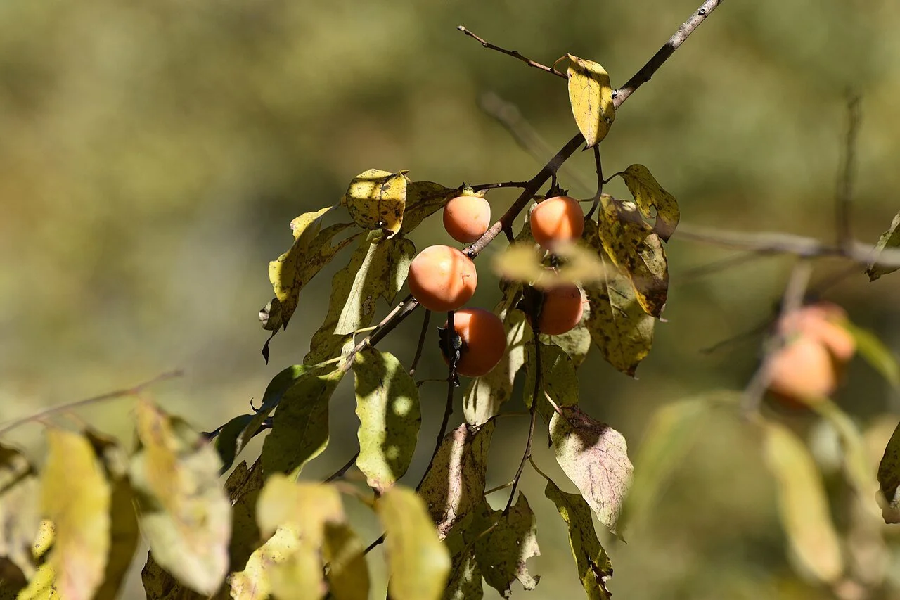 hardy nut trees hardy fruit & nut trees, rare edible & medicinal ...