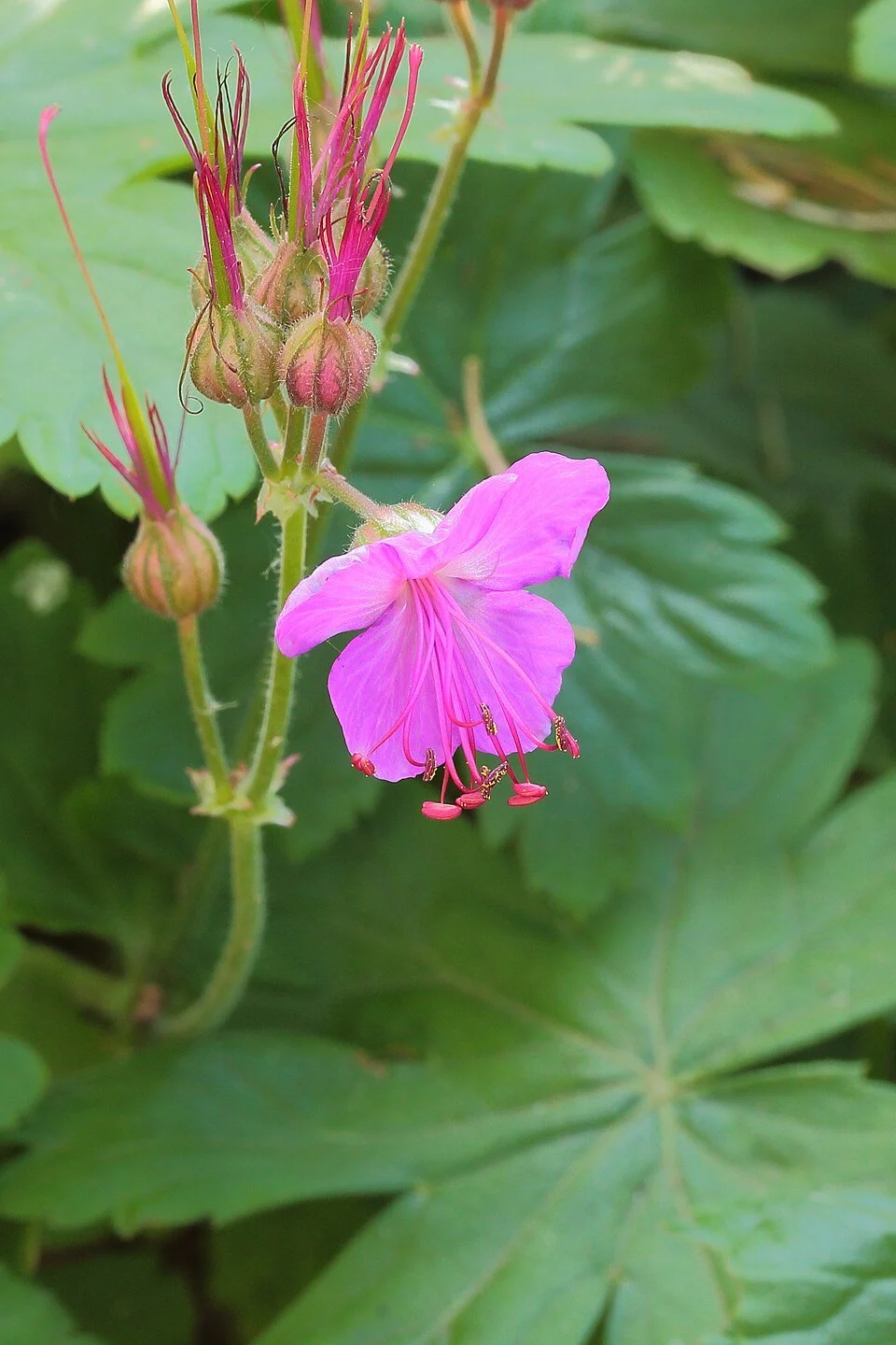 hardy fruit & nut trees, rare edible & medicinal perennials, apothecary..