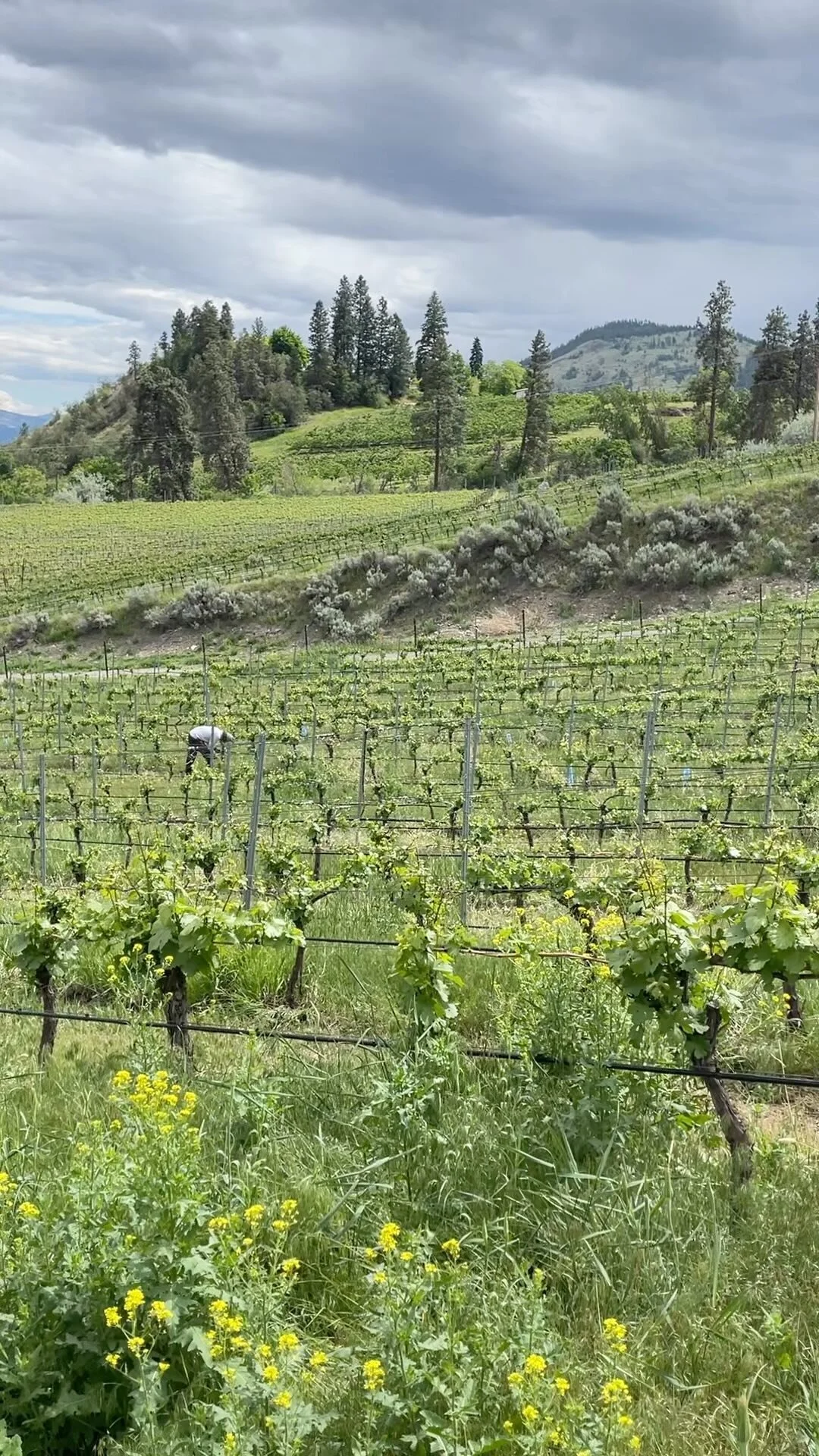 Sage Hills Wine | Organic Wines | Organic Vineyards | Estate Winery ...