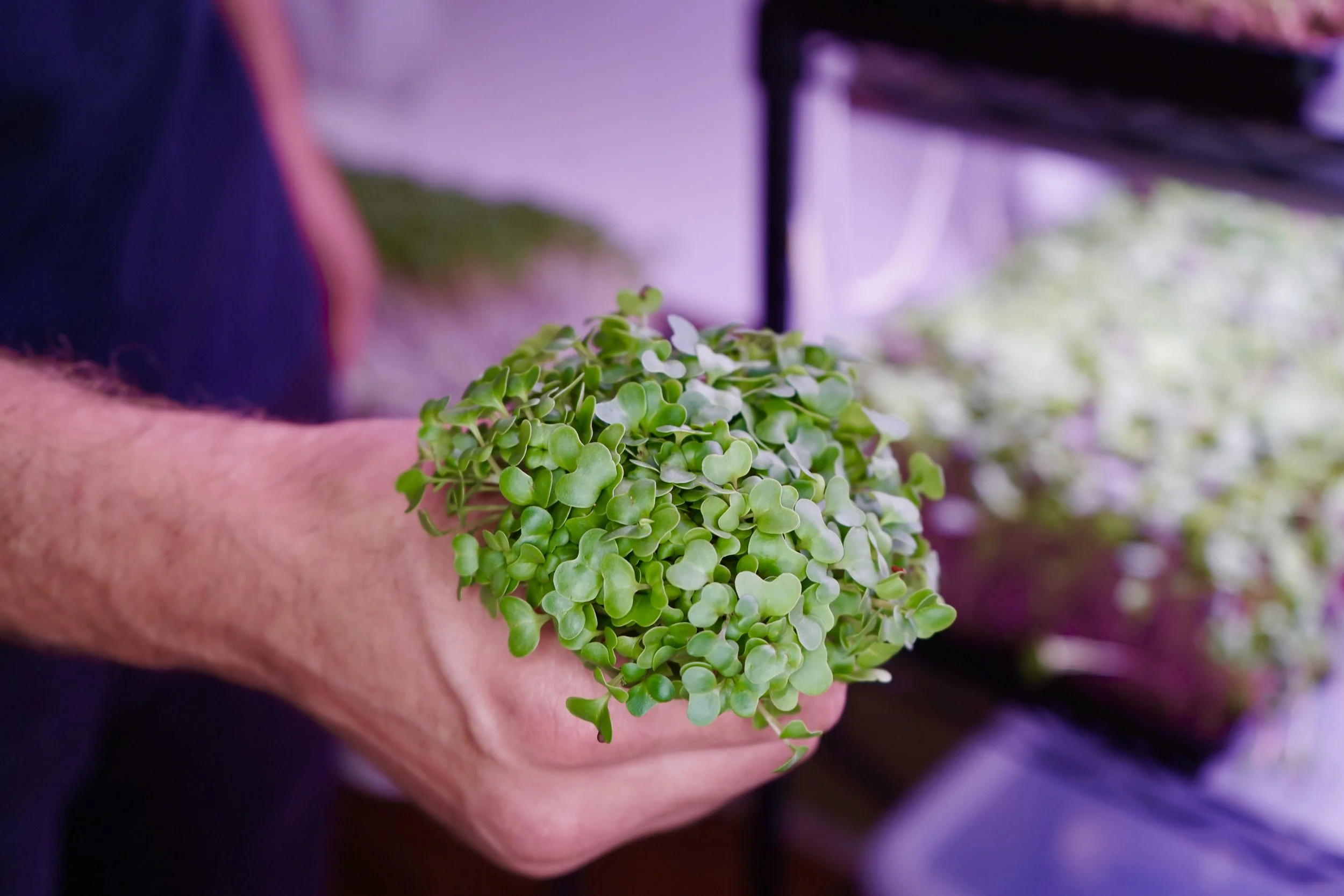 Shop Greens — Live Simply Farms