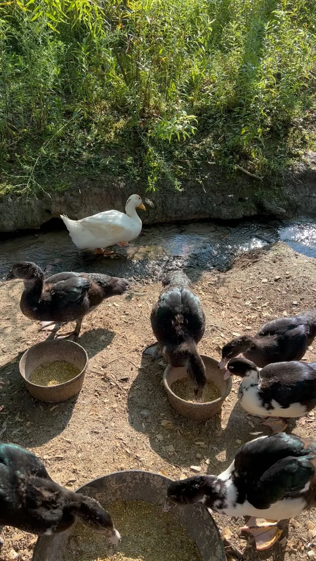 Virgina Truffles, LLC | Black Perigord Truffles