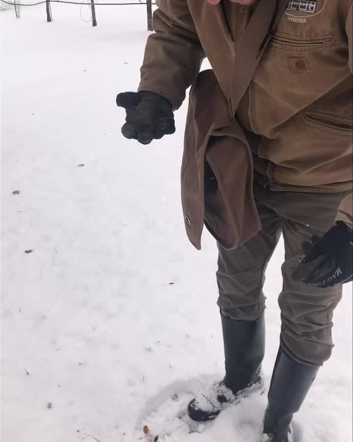 Virgina Truffles, LLC | Black Perigord Truffles