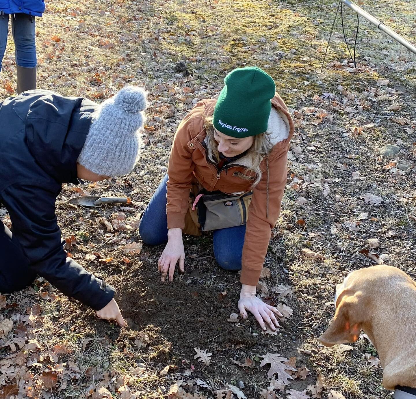 Virgina Truffles, LLC | Black Perigord Truffles