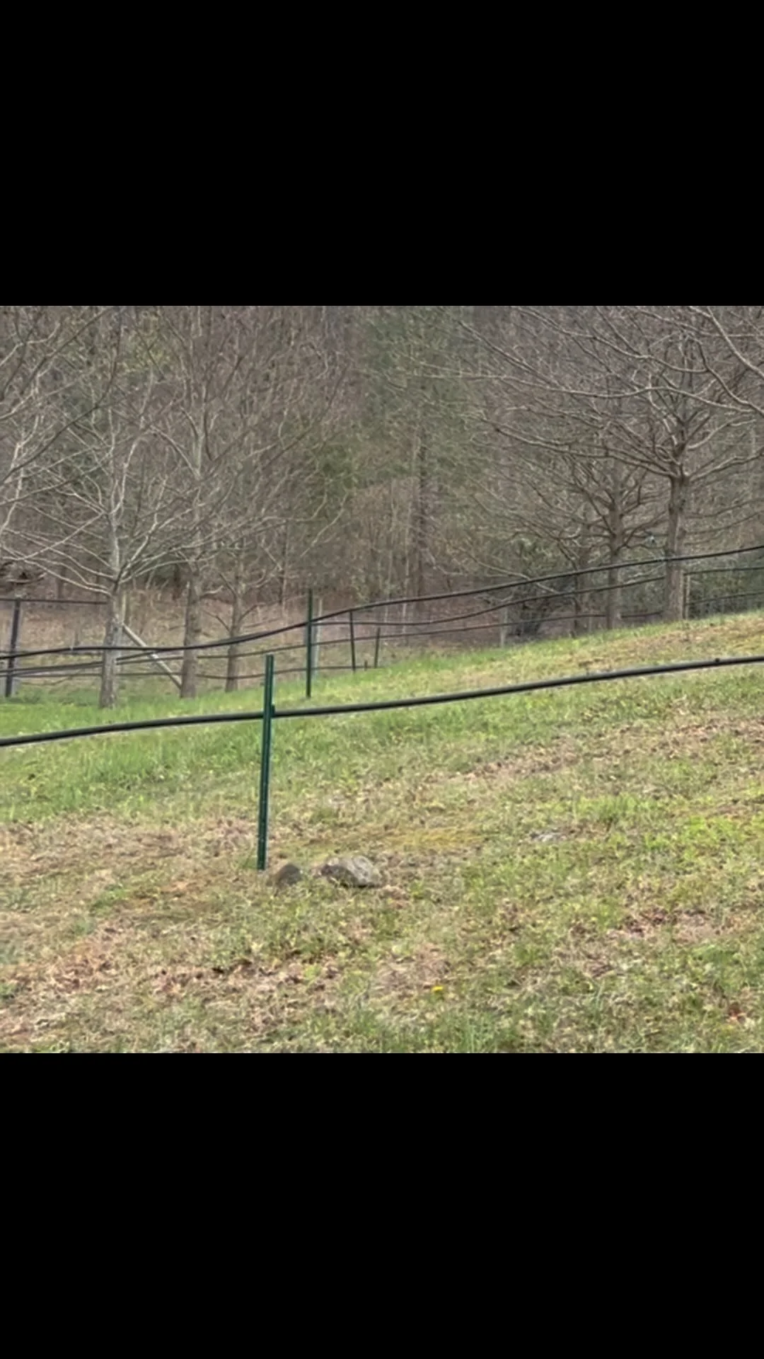 Virgina Truffles, LLC | Black Perigord Truffles