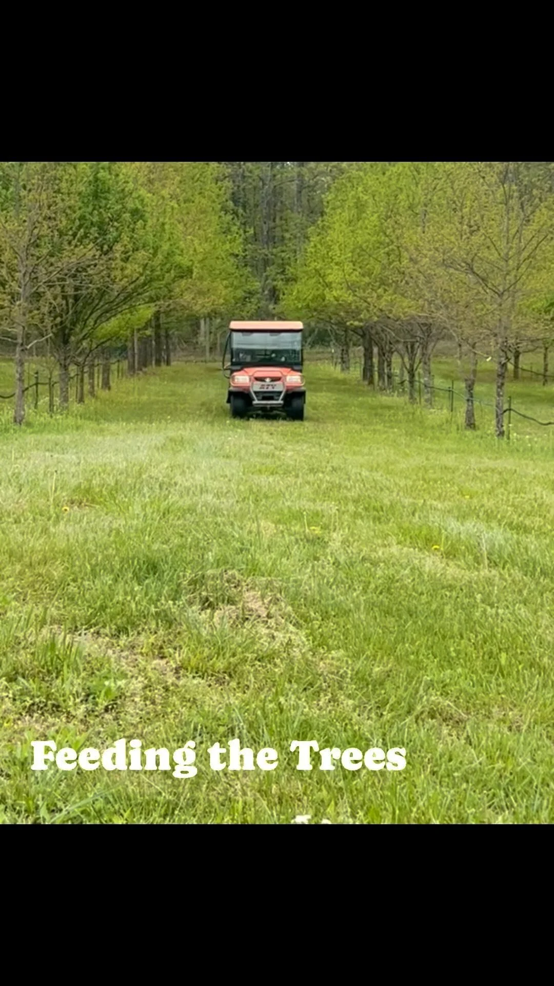 Virgina Truffles, LLC | Black Perigord Truffles