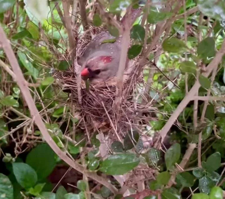 Virgina Truffles, LLC | Black Perigord Truffles