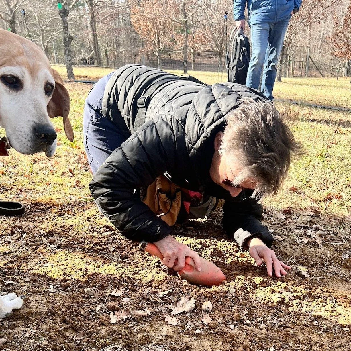 Virgina Truffles, LLC | Black Perigord Truffles