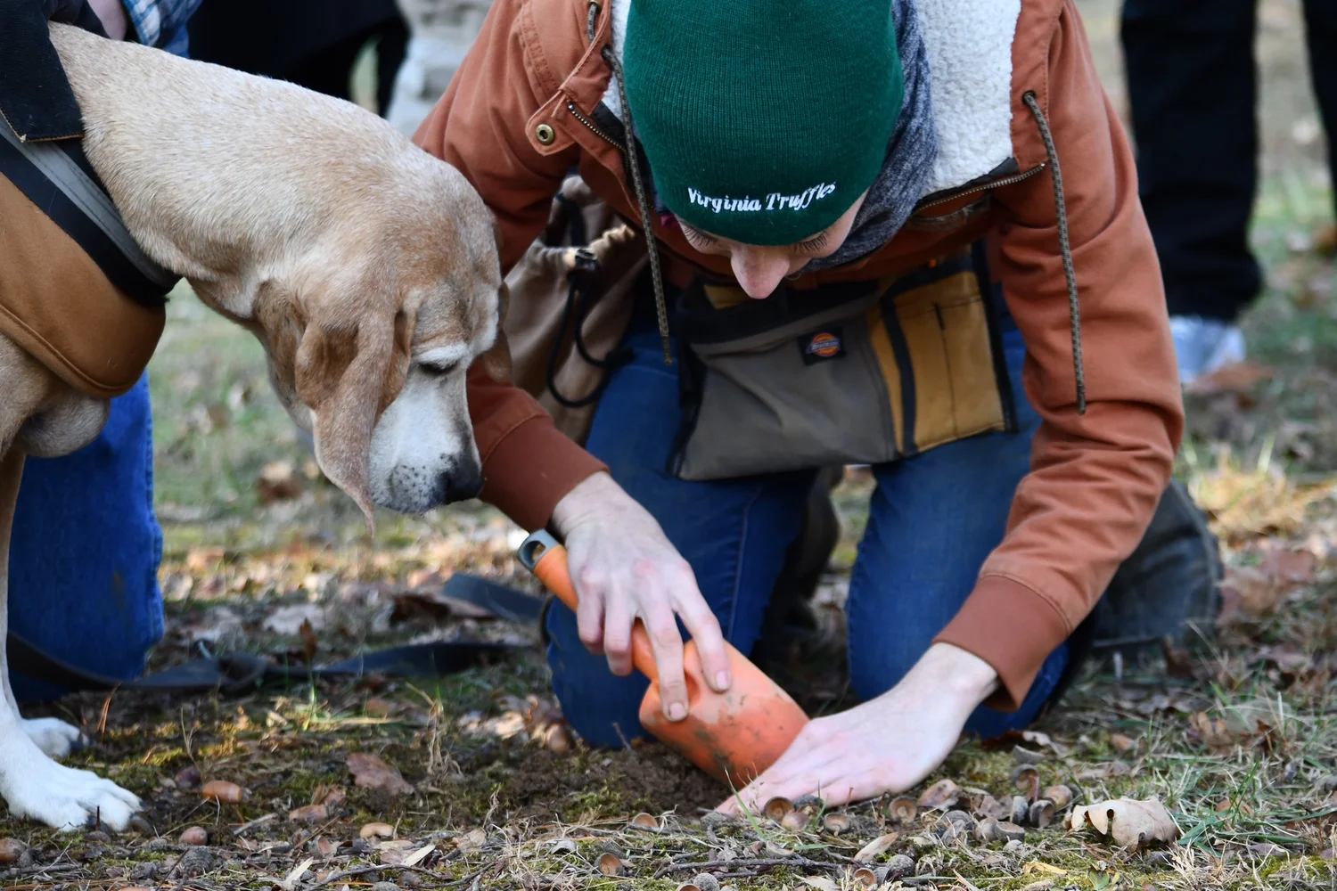 Virgina Truffles, LLC | Black Perigord Truffles