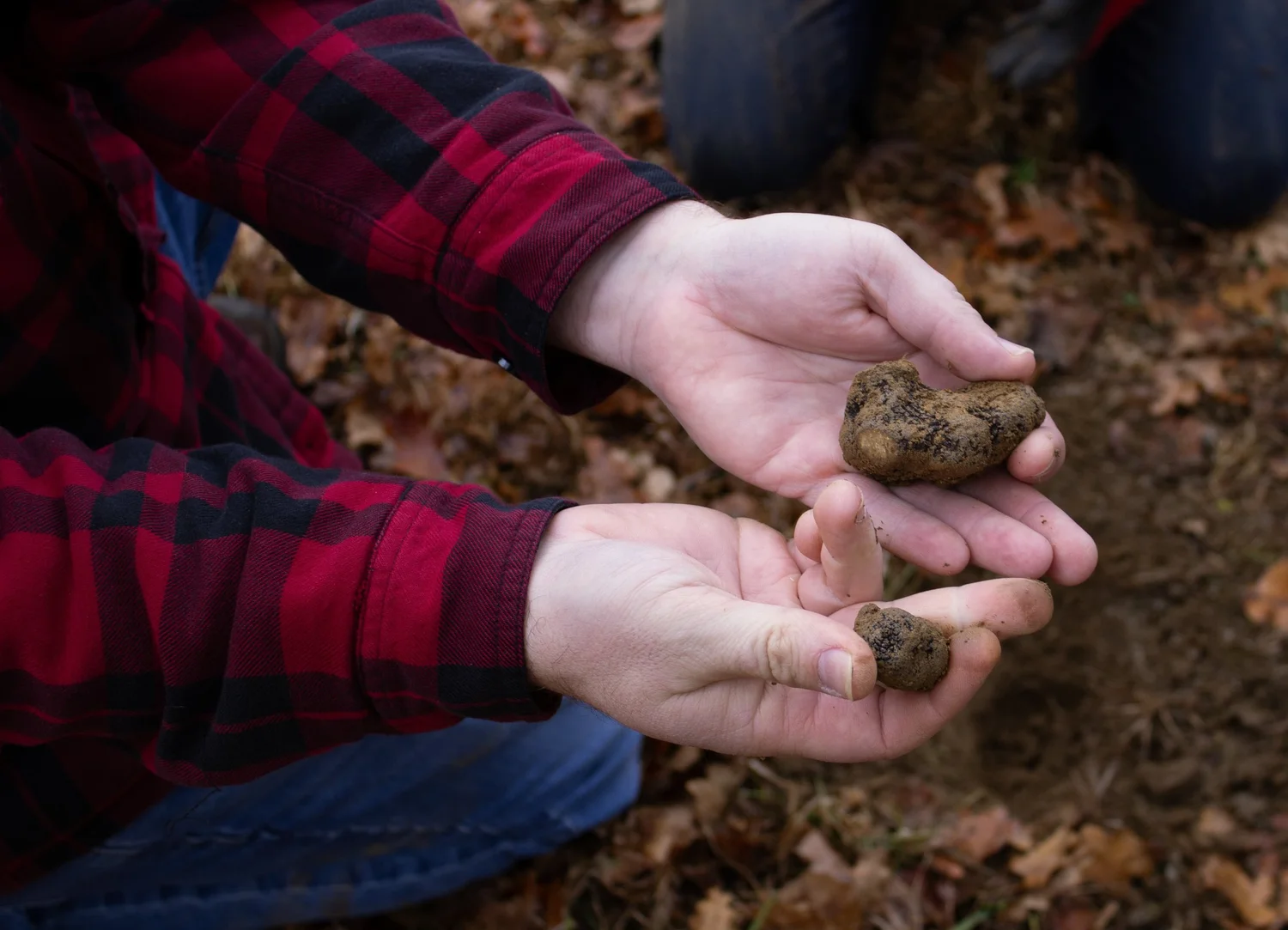 Truffle Hunt & Dinner — Virginia Truffles