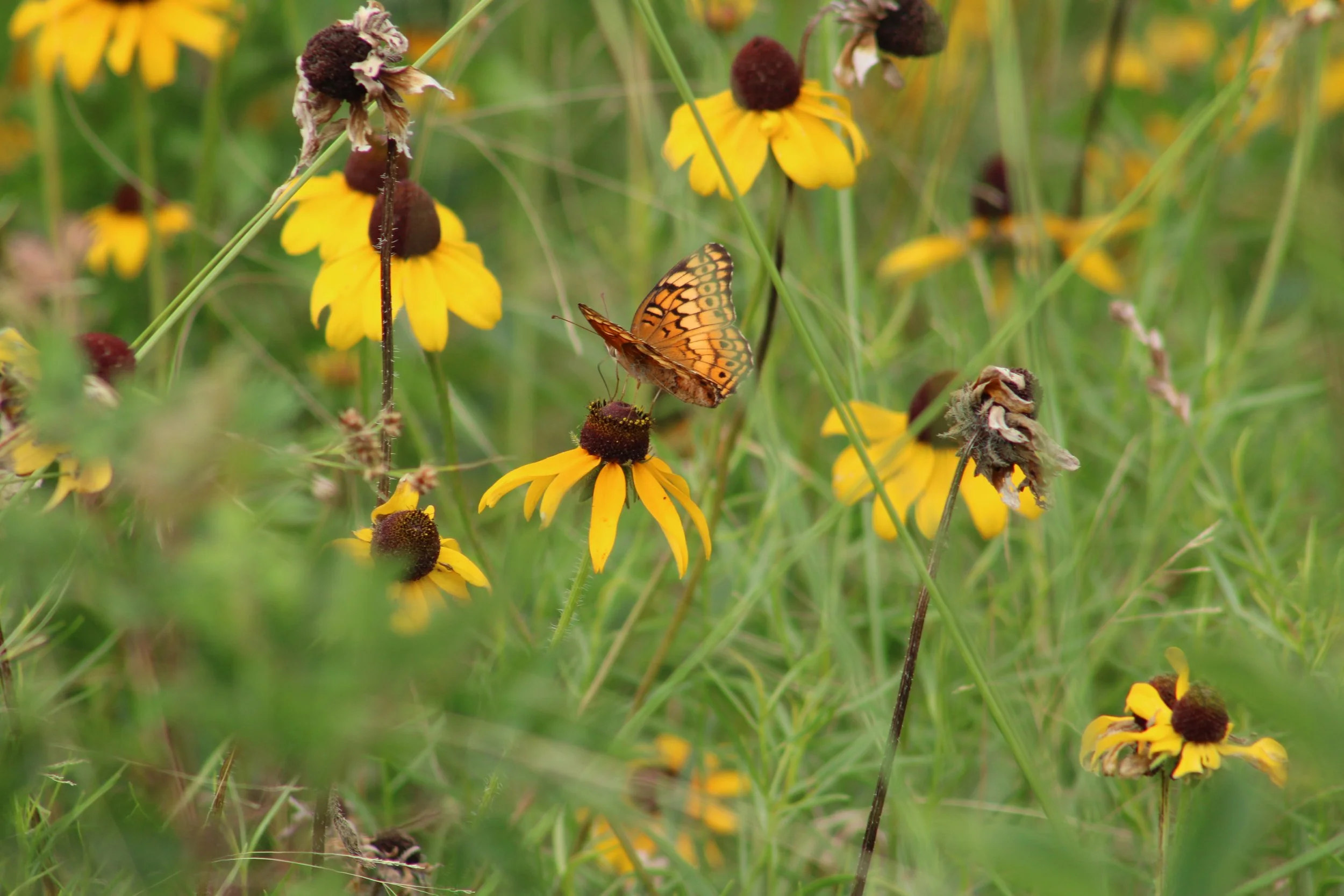 Planned Giving Circle — Coastal Prairie Conservancy