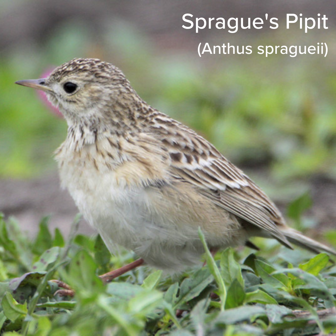 State of the Species: Sprague’s Pipit (Anthus spragueii) — Coastal ...