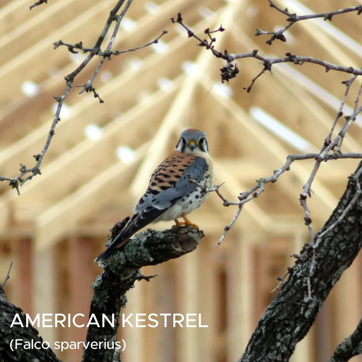 State of the Species: American Kestrel (Falco sparverius) — Coastal ...