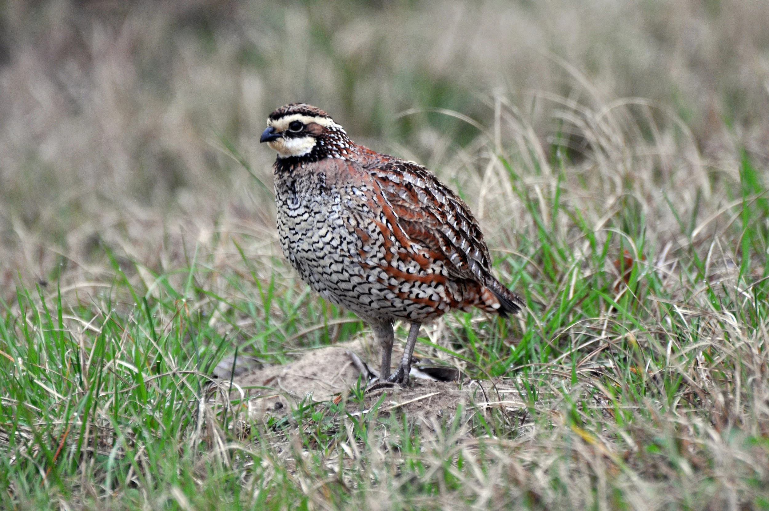 Bobwhite Quail Male