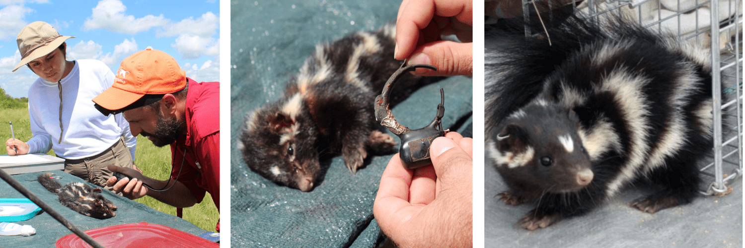 State of the Species: Eastern (Spilogale putorius) and Plains Spotted ...