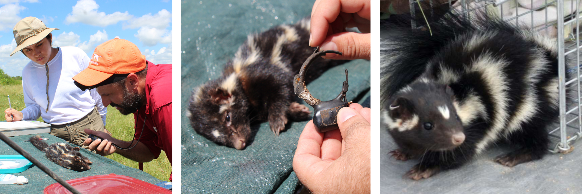 State of the Species: Eastern (Spilogale putorius) and Plains Spotted ...