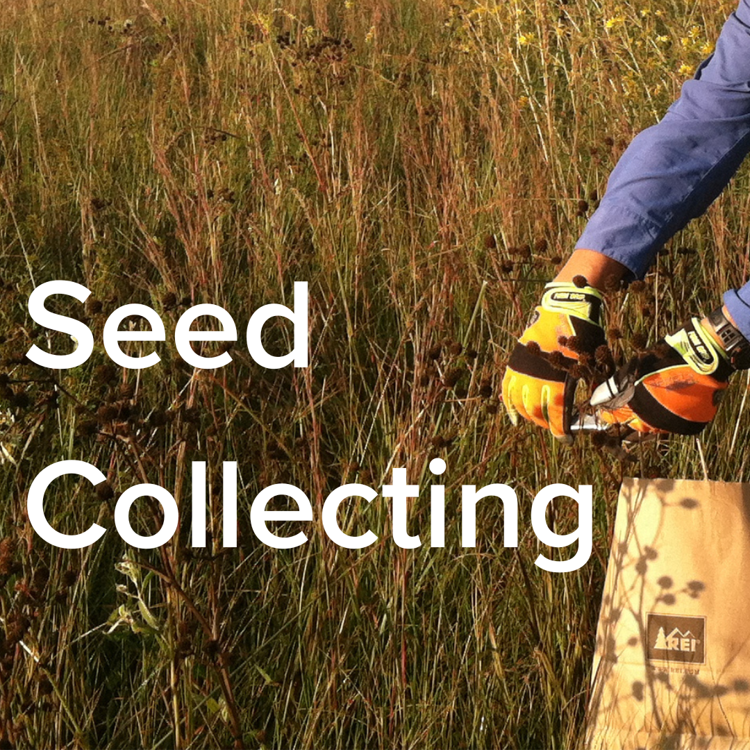 Seed Collecting at the Gerhart Prairie — Coastal Prairie Conservancy