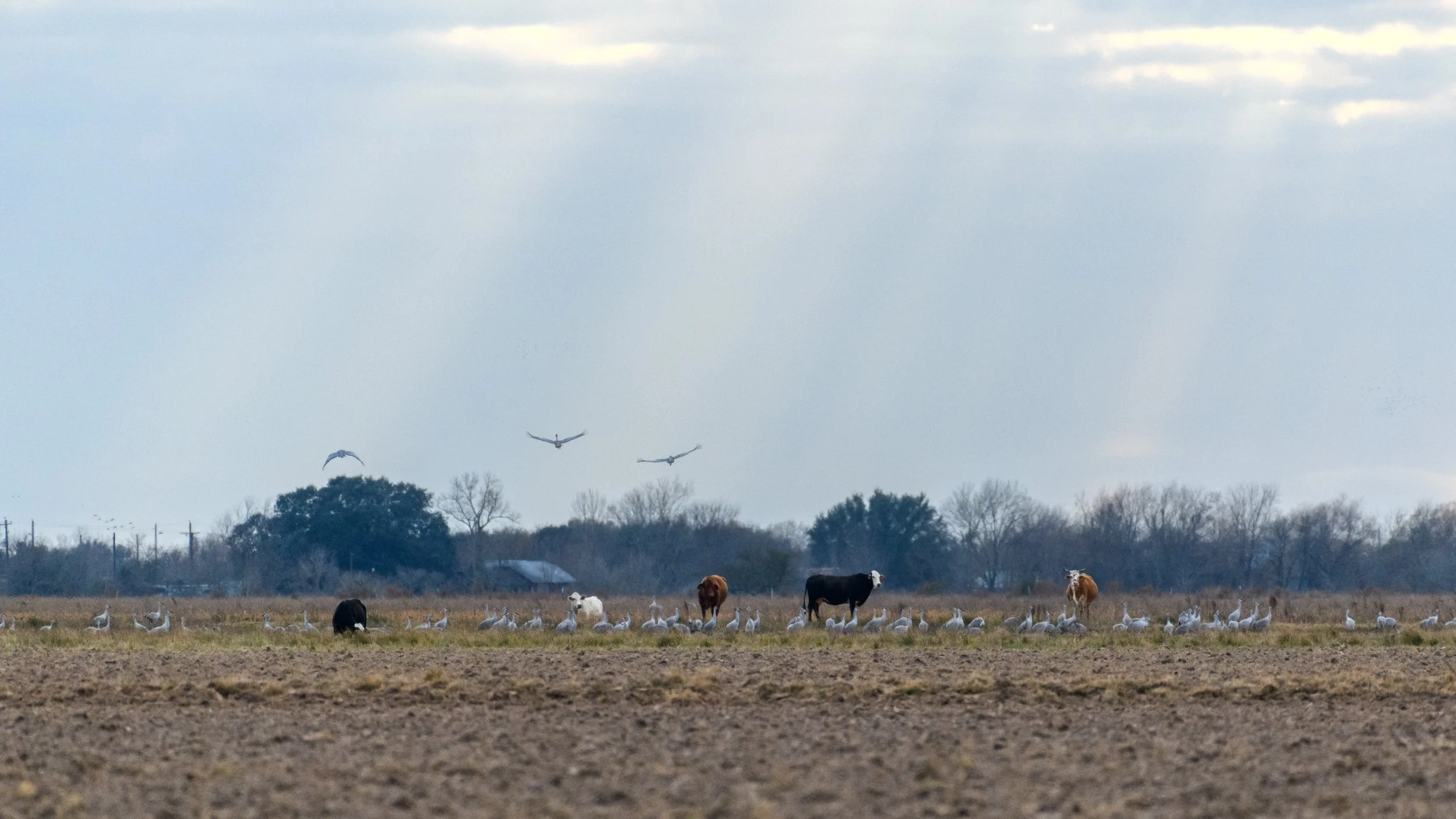Coastal Prairie Conservancy
