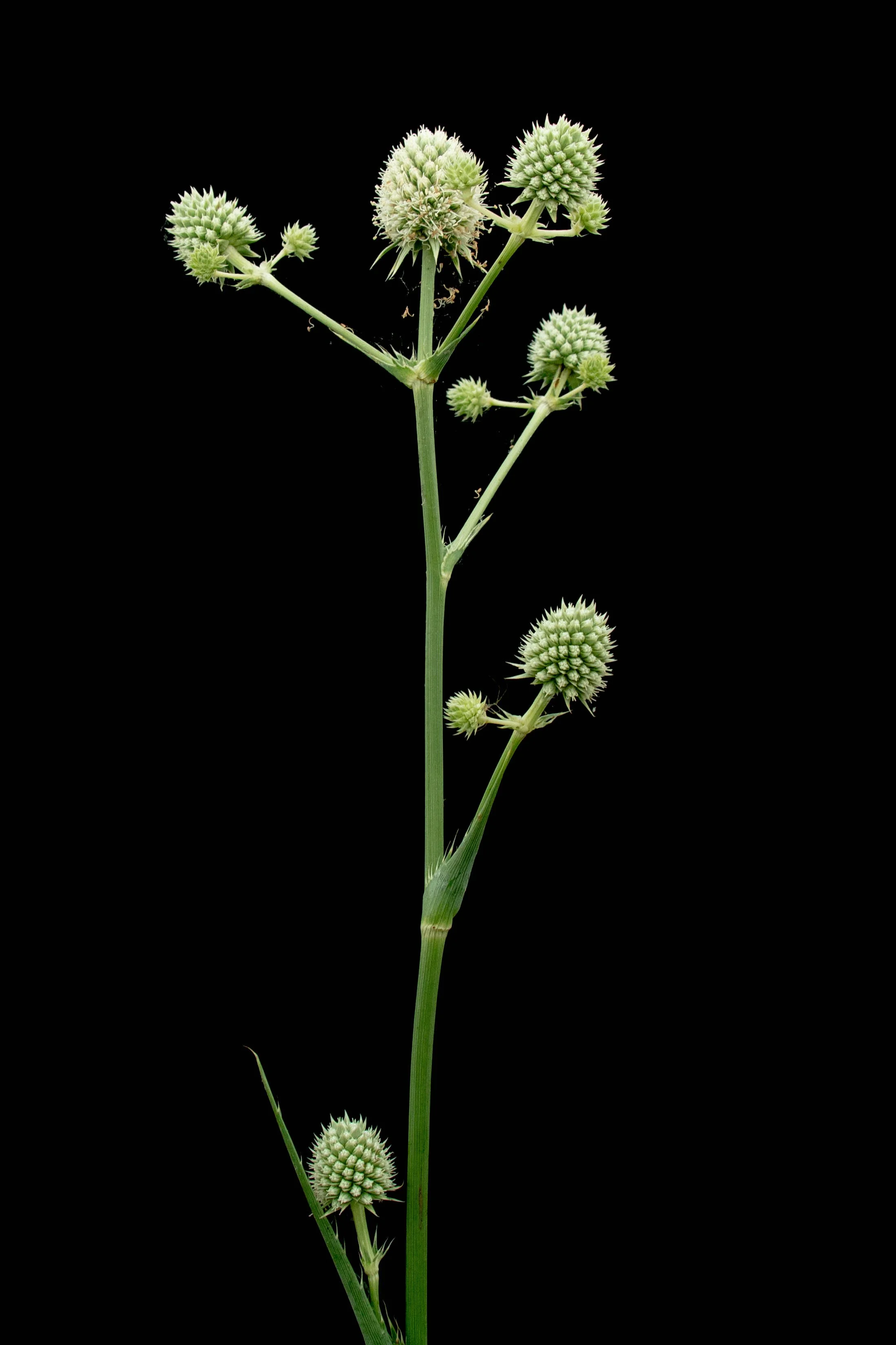 Rattlesnake Master Moth at Nick Lopez blog