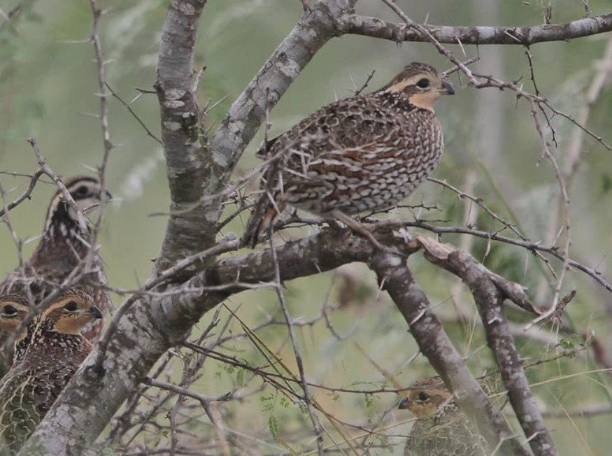 State of the Species: Northern Bobwhite (Colinus virginianus) — Coastal ...