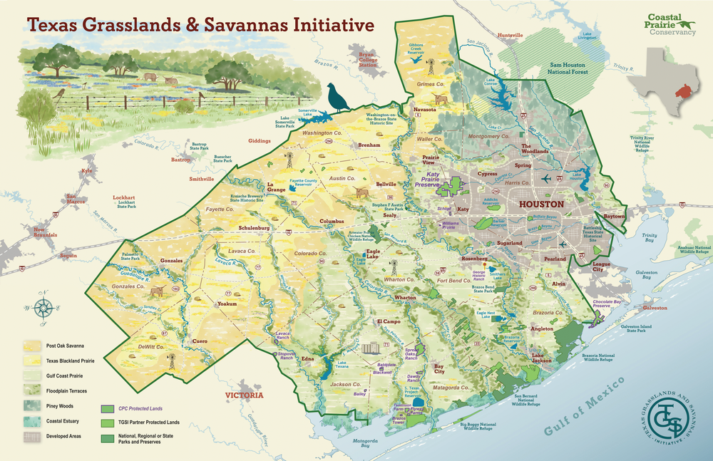 Texas Grasslands and Savannas Initiative — Coastal Prairie Conservancy