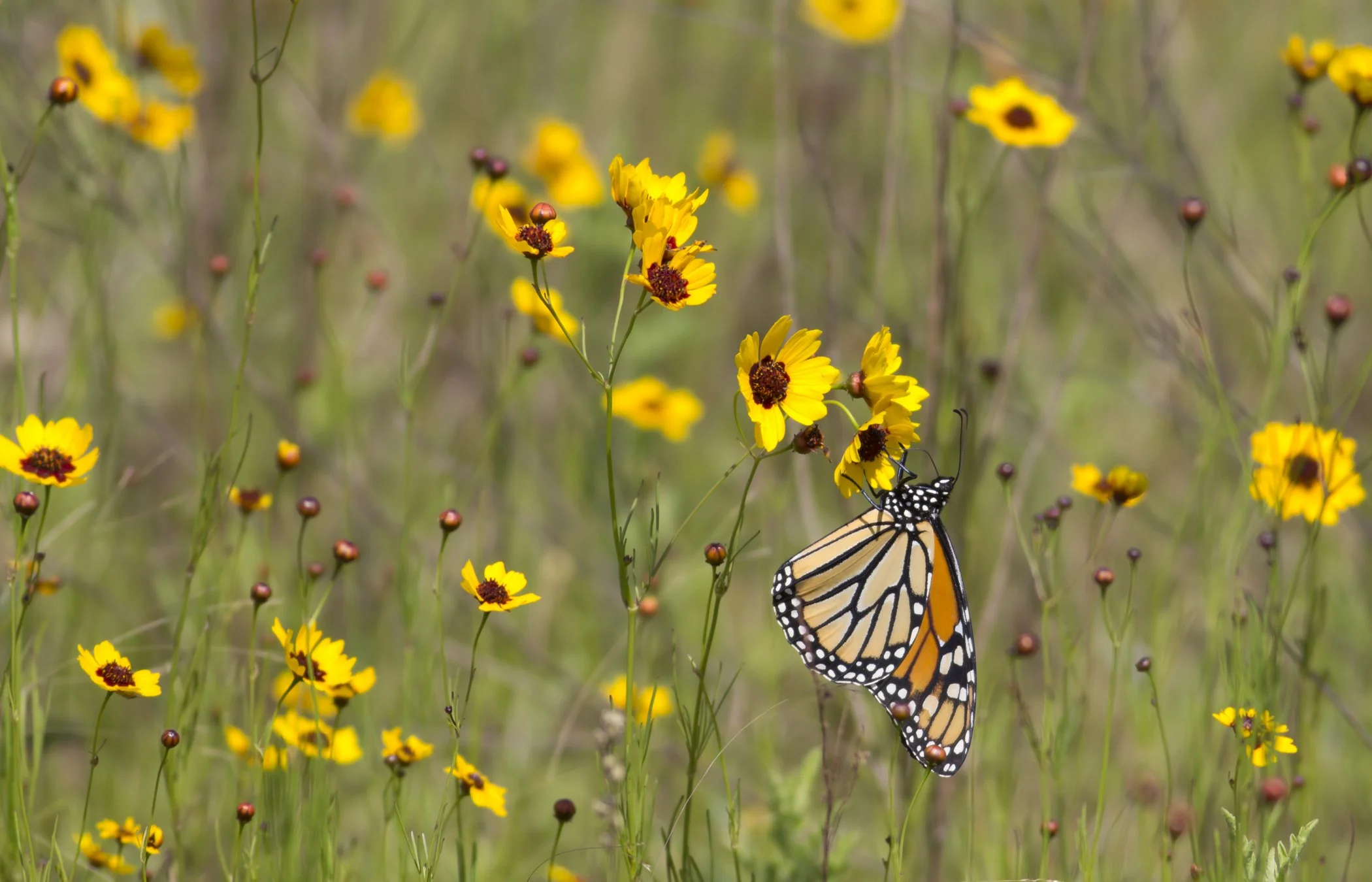 Downloadable Fact Sheets — Coastal Prairie Conservancy