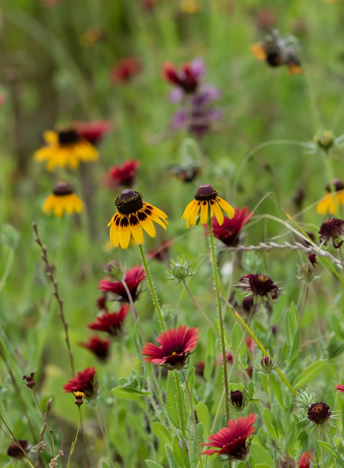 Coastal Prairie Conservancy