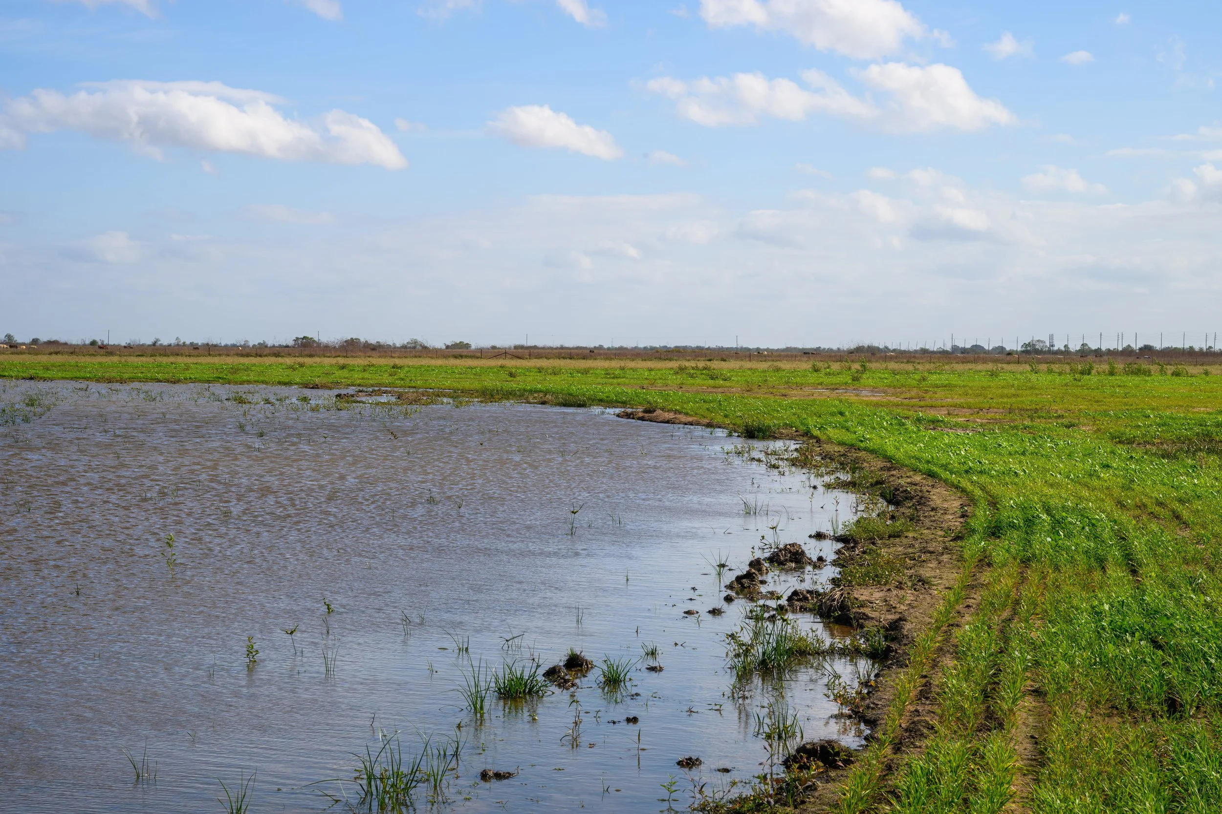 Blazing Star Prairie — Coastal Prairie Conservancy