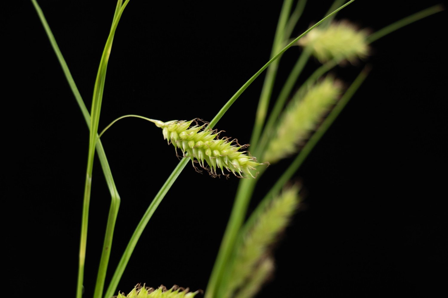 Cherokee Sedge: A Versatile Native for Your Garden — Coastal Prairie ...