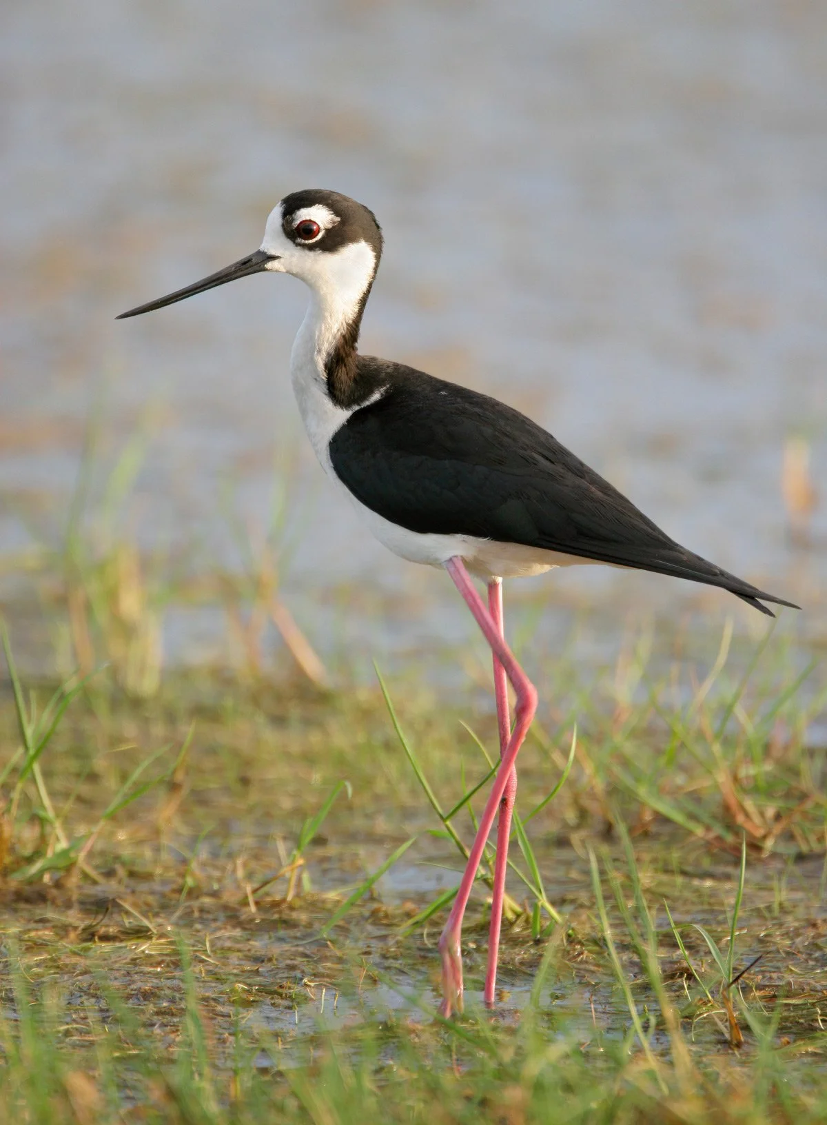 Coastal Prairie Conservancy