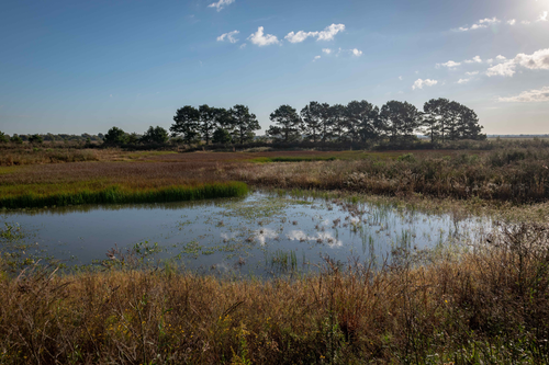 Wetlands on the Coastal Prairie: Unsung Heroes Combating Climate Change ...