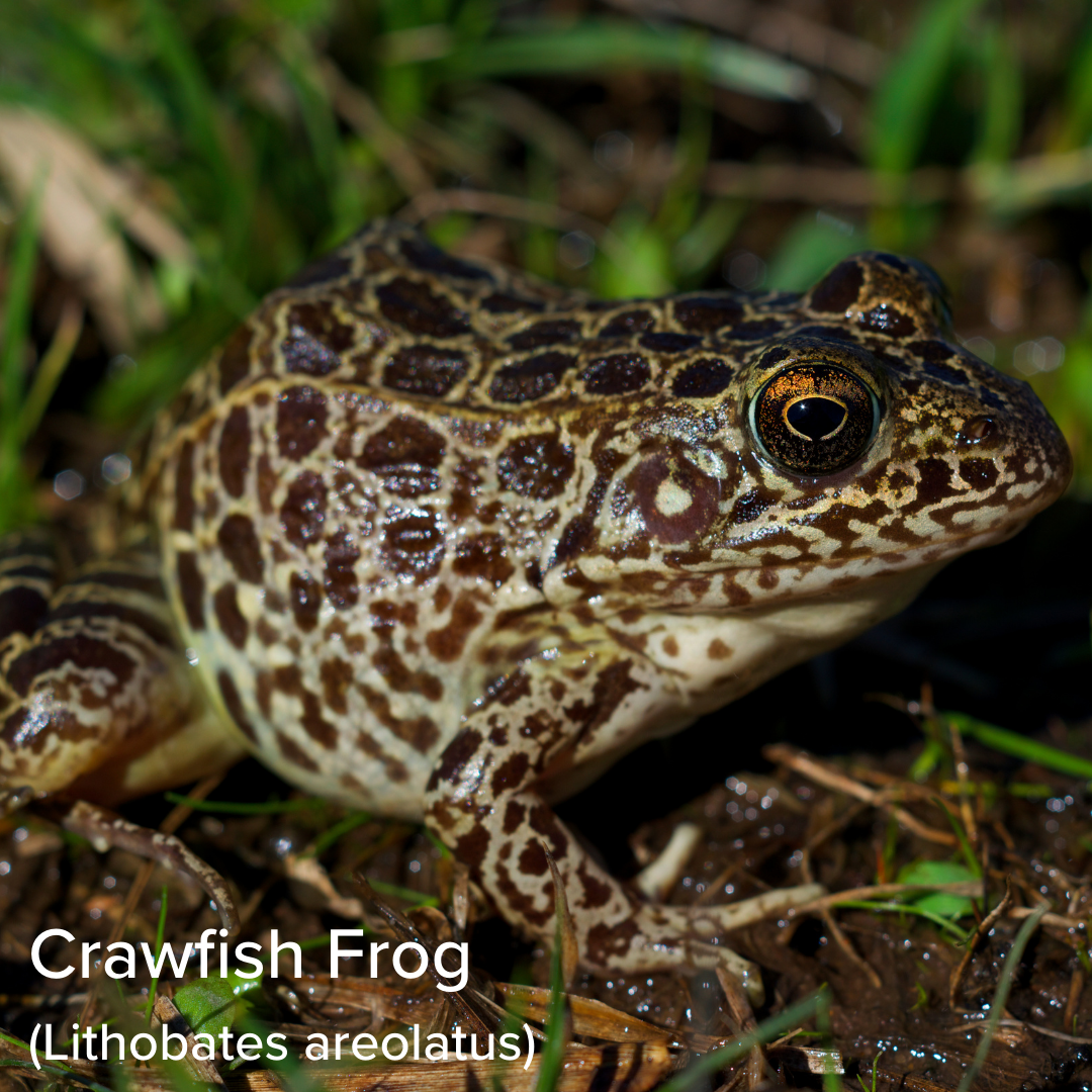 State of the Species: Crawfish Frog (Lithobates areolatus) — Coastal ...