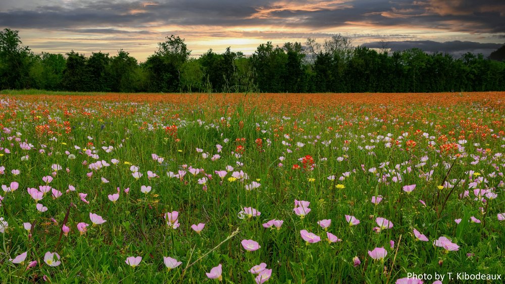 Coastal Prairie Conservancy