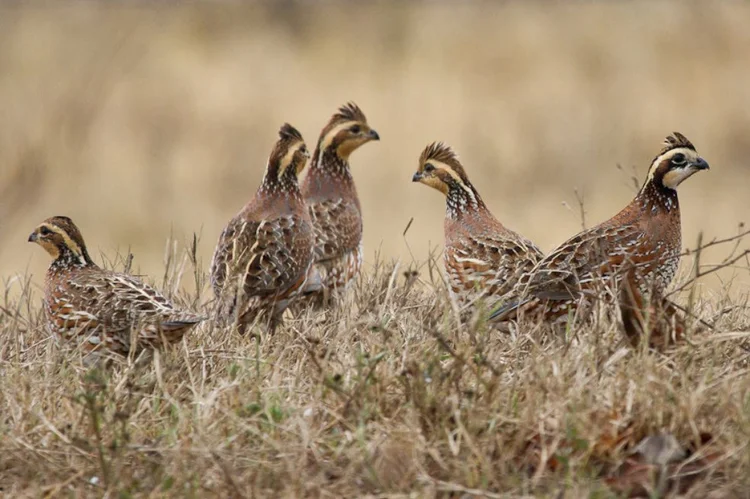 State of the Species: Northern Bobwhite (Colinus virginianus) — Coastal ...