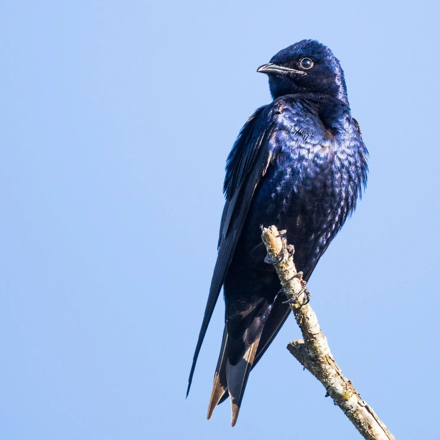 Purple Martins: Texas' Beloved Migratory Swallows and How You Can Help ...