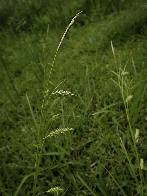 Cherokee Sedge: A Versatile Native for Your Garden — Coastal Prairie ...