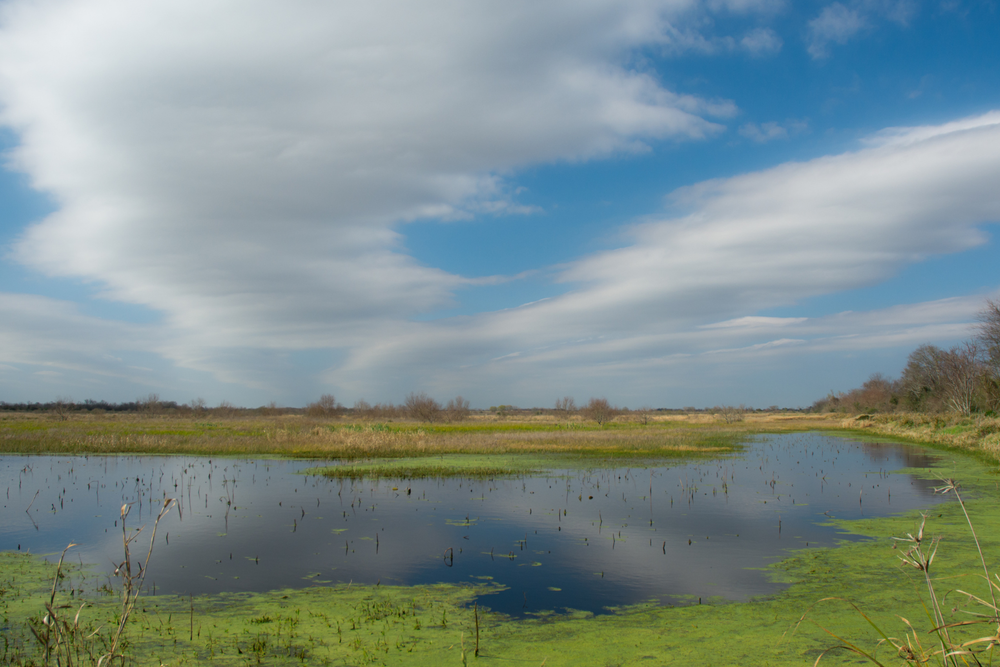 Wetlands on the Coastal Prairie: Unsung Heroes Combating Climate Change ...