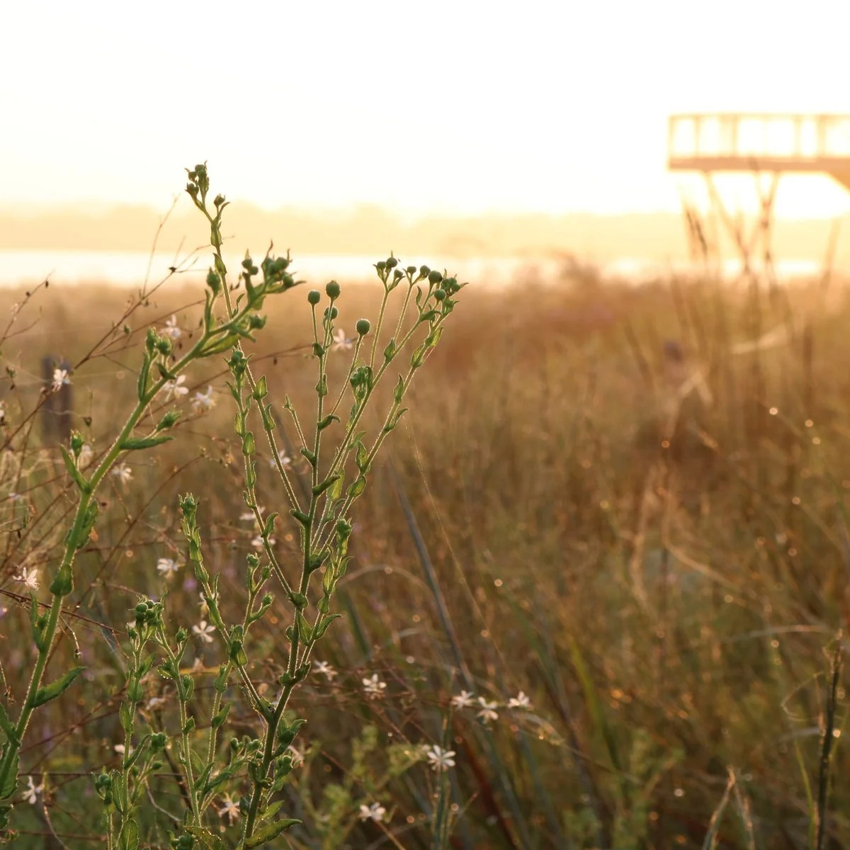 Native Grassland Restoration — Coastal Prairie Conservancy