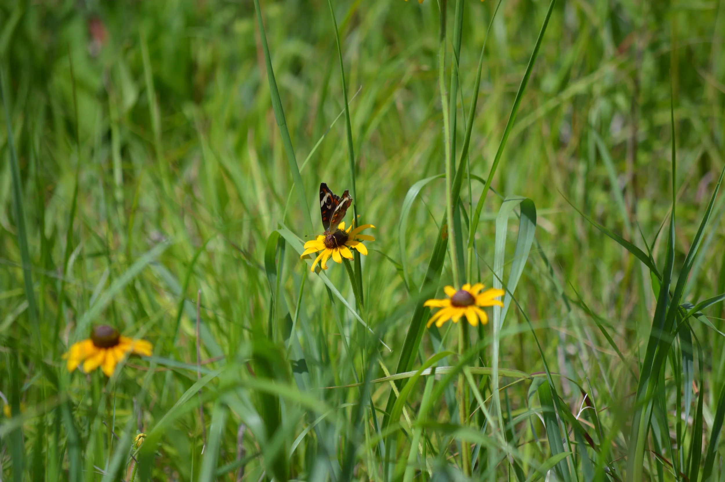 Black-Eyed Susan’s Sunny Delight — Coastal Prairie Conservancy