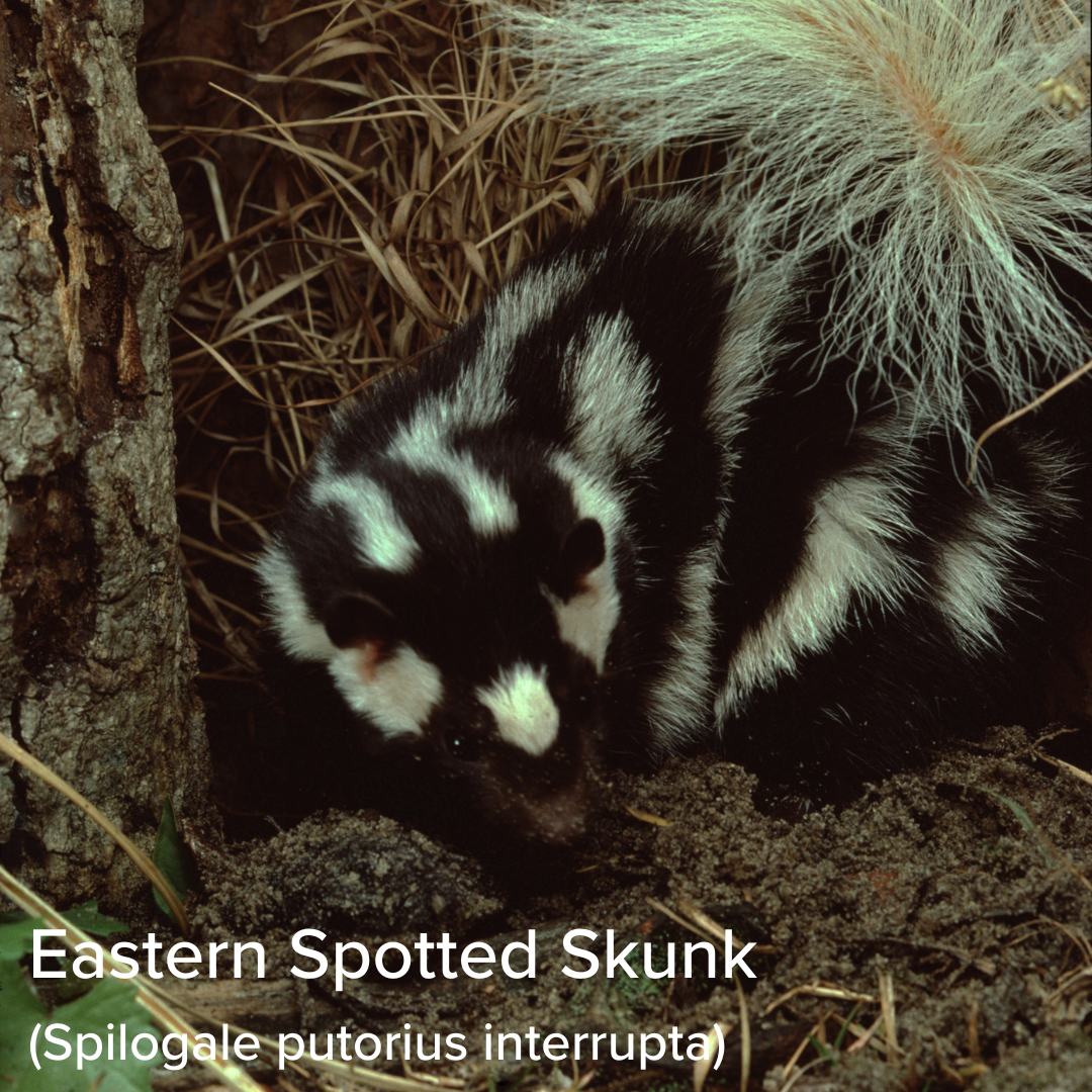 State of the Species: Eastern (Spilogale putorius) and Plains Spotted ...
